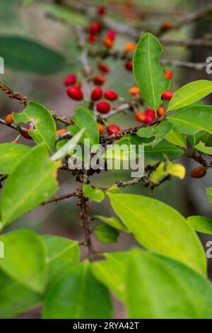 coca leaf in the peruvian jungle, amazonian,Perú Stock Photo - Alamy