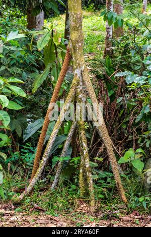 Amazing view of Socratea exorrhiza, the Walking Palm or Cashapona, is a ...