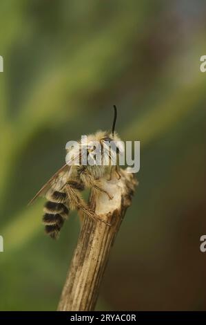 Natural closeup on a male Pantaloon bee, Dasypoda hirtipes, sitting in ...