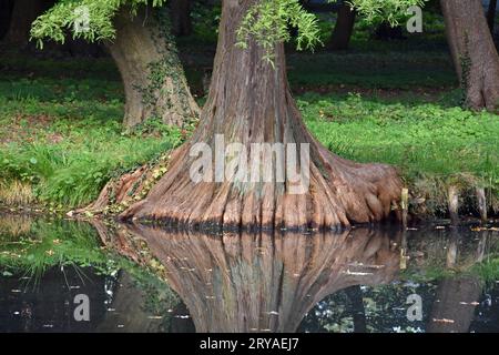 bald cypress, breathing roots, Taxodium distichum, (garden book, 1877 ...
