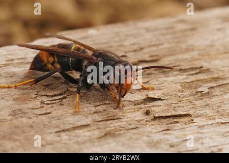 Detailed closeup on the invasive and aggressive a dark Asian yellow ...