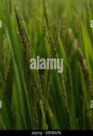Rice stalk start to grow over time Stock Photo - Alamy