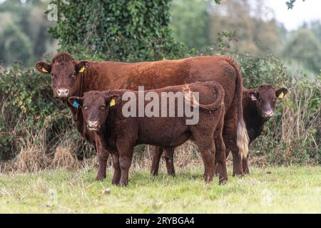 Devon Red cattle and calves grazing in the field below Lee Abbey near ...