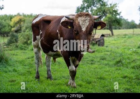 Red Holstein bull outdoors at farm Stock Photo - Alamy