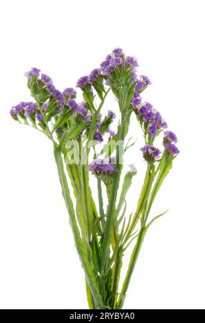 Purple dry statice flower isolated on mint background. flat lay, top ...