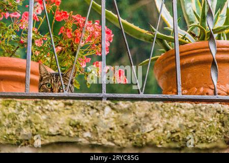 Tabby cat behind railing next to red geraniums Stock Photo - Alamy