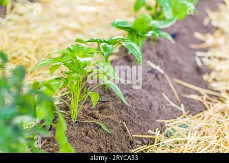 detail of crops in the home garden, tomato crops and salad Stock Photo ...
