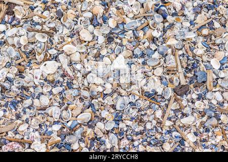 Background of shells and sea debris Stock Photo - Alamy