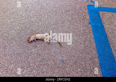 dead rat corpse, invested by the tires of a car in a parking lot Stock ...