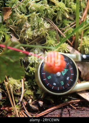 Cloudberry. Rubus chamaemorus Stock Photo - Alamy