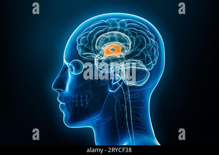 Third cerebral ventricle profile x-ray view 3D rendering illustration ...