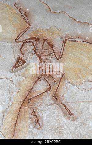 Fossil Archaeopteryx, Archaeopteryx lithographica, an evolutionary link ...