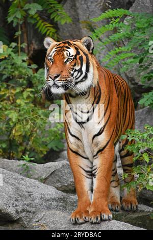 Close up front portrait of Indochinese tiger Stock Photo - Alamy