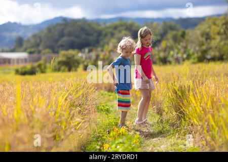 Kids visit rice plantation in Asia. Children playing in paddy field by ...