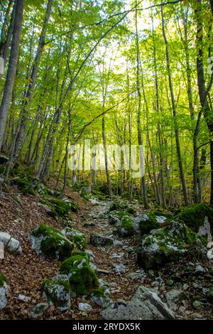 Beech woods of Abruzzo national park in autumn, Italy Stock Photo - Alamy