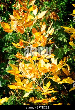 Autumn Trees Bowmont Park Calgary Alberta Stock Photo - Alamy