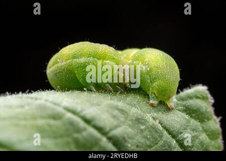 The larvae of the moth inhabit wild plants in North China Stock Photo ...