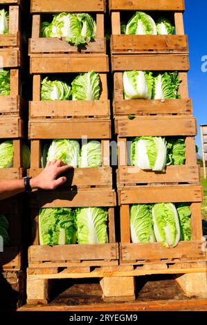 Preparing chinese cabbage for transportation, logistics in vegetable growing and farming ...