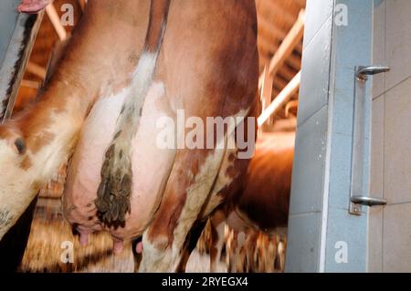 Cowshed with Pasture Stock Photo - Alamy