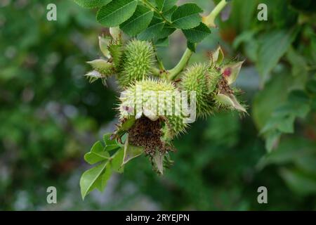 Rosa roxburghii fruit in the Wildlife Botanical Garden, North China ...