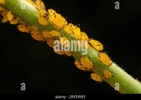 Yellow aphids inhabit wild plants in North China Stock Photo - Alamy
