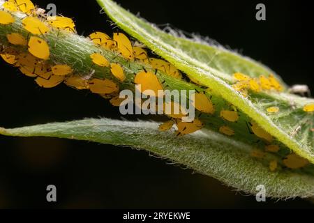 Yellow aphids inhabit wild plants in North China Stock Photo - Alamy