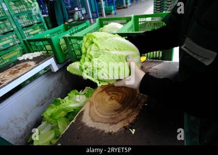 Preparing chinese cabbage for transportation, logistics in vegetable growing and farming ...