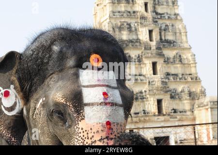 Indian elephant in Hampi, India Stock Photo - Alamy
