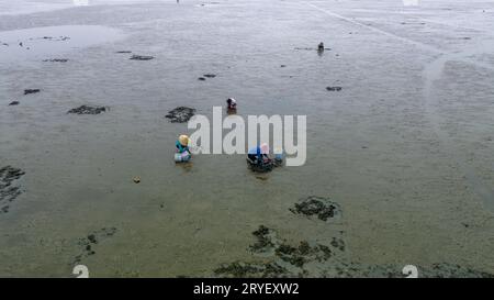 Tourists on the mudflat are digging seashells for sightseeing and ...
