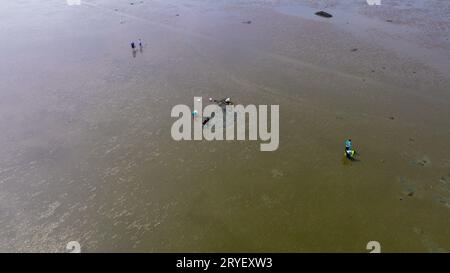Tourists on the mudflat are digging seashells for sightseeing and ...