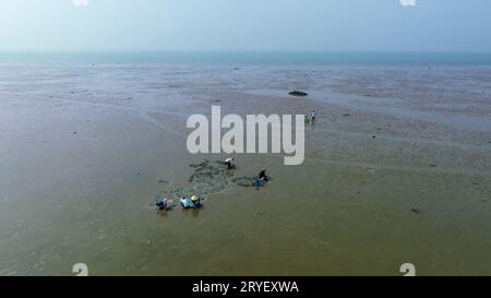 Tourists on the mudflat are digging seashells for sightseeing and ...