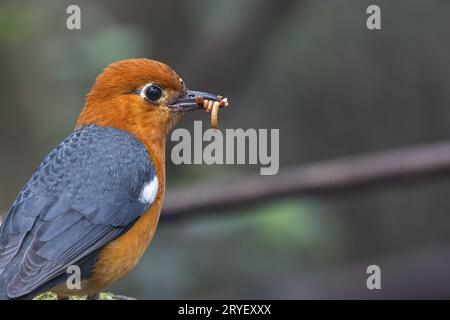 Nature wildlife image of uncommon resident bird Orange-headed thrush in ...