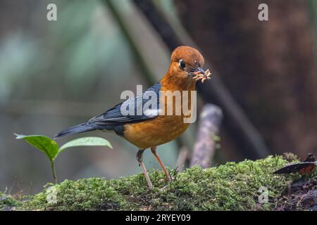 Nature wildlife image of uncommon resident bird Orange-headed thrush in ...