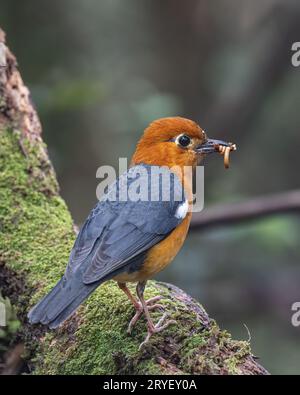 Nature wildlife image of uncommon resident bird Orange-headed thrush in ...