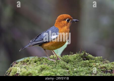 Nature wildlife image of uncommon resident bird Orange-headed thrush in ...