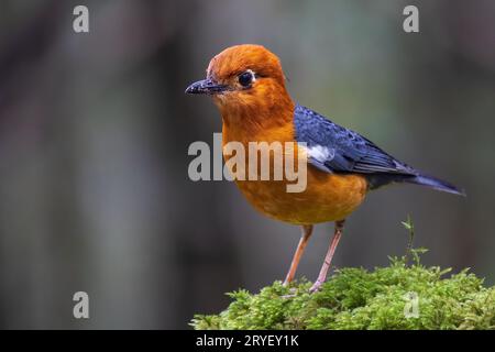 Nature wildlife image of uncommon resident bird Orange-headed thrush in ...