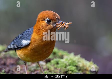 Nature wildlife image of uncommon resident bird Orange-headed thrush in ...