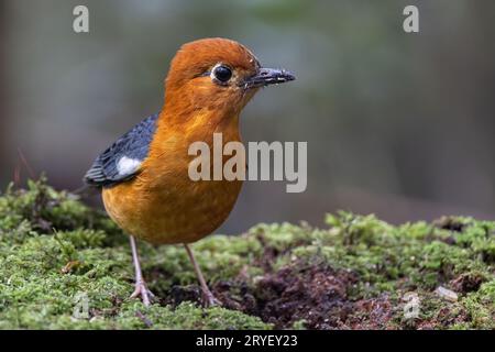 Nature wildlife image of uncommon resident bird Orange-headed thrush in ...