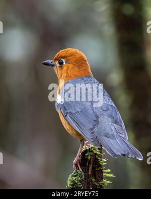 Nature wildlife image of uncommon resident bird Orange-headed thrush in ...