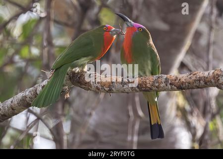 A pair of Red-bearded Bee-eater bird on tree branch in Sabah, Borneo ...