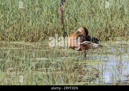Nature wildlife of Wildlife whistling ducks chilling Stock Photo - Alamy