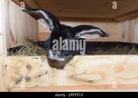 Rabbit or hare in livestock farming Stock Photo - Alamy
