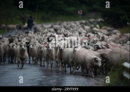 Sheep breeding and nomadic shepherds in Romania Stock Photo - Alamy