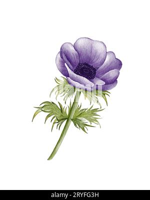 Purple anemone flower watercolor illustration. Spring botanical drawing ...