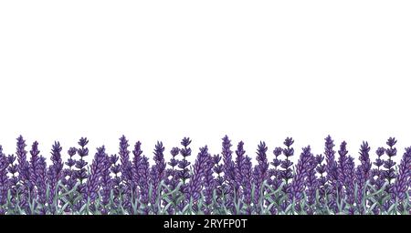 Watercolor seamless lavender border. Border of lavender Stock Photo - Alamy
