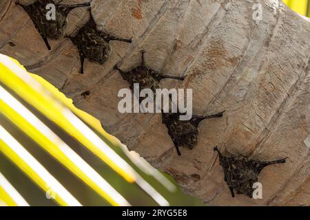 Group of aligned young bats on a palm tree, along Sierpe river near ...