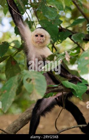 White-faced capuchin - White headed capuchin along Sierpe river, Costa ...
