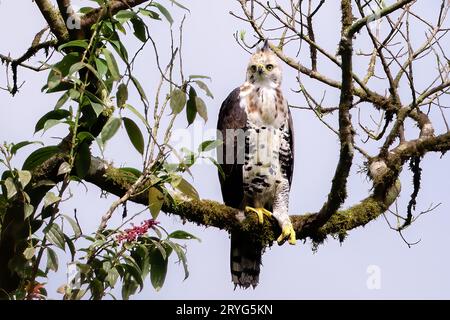 Juvenile ornate hawk-eagle perched in Tenorio national park, Costa Rica ...
