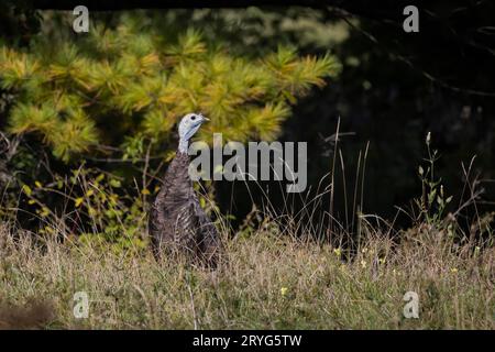 Young wild turkey (Meleagris gallopavo) in autumn Stock Photo - Alamy