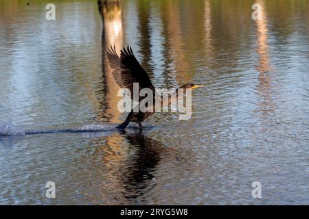 Double crested cormorant breeding colony in mangroves Stock Photo - Alamy